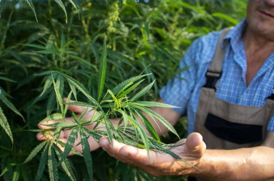 Cum este utilizată cânepa în România - Iată care sunt cele mai comune ...