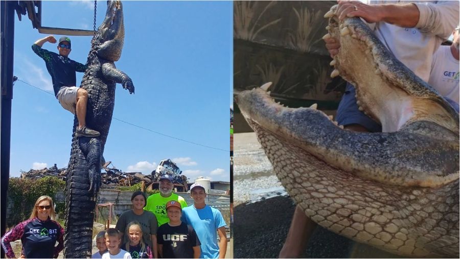 FOTO - Unul dintre cei mai mari aligatori din Florida ar fi putut avea ...