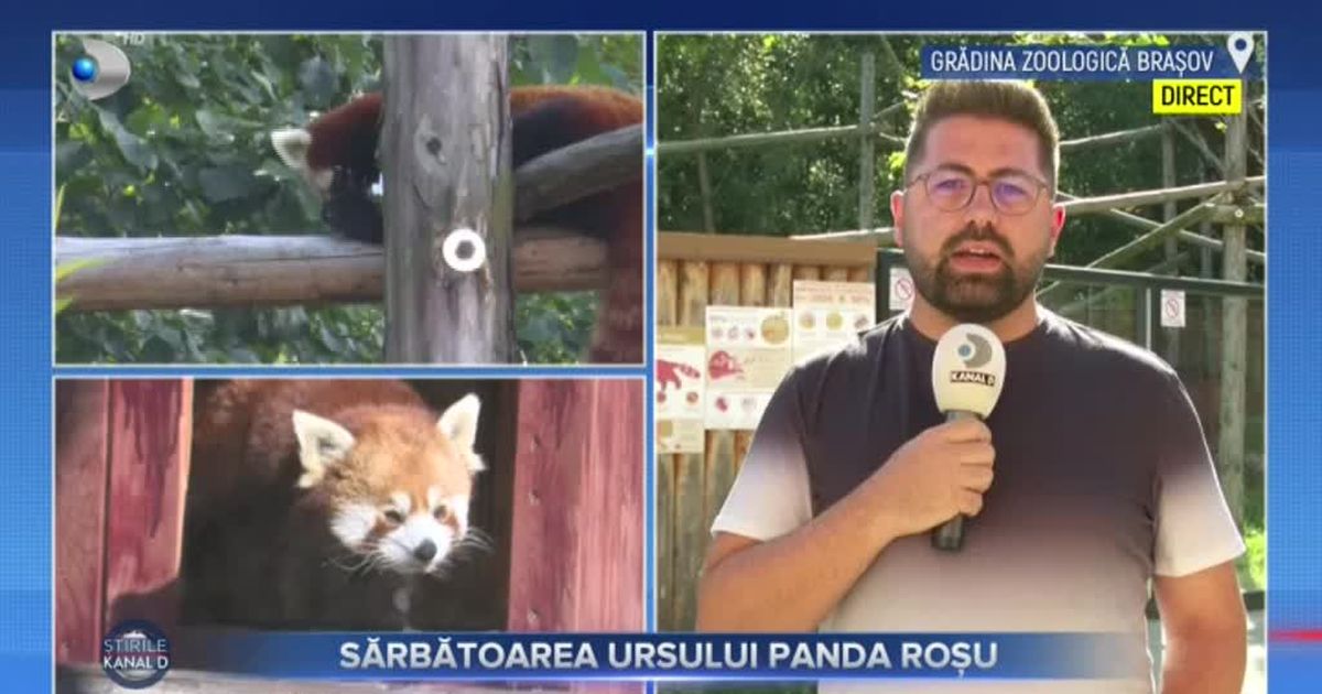 VIDEO - Cel mai răsfățat cuplu de panda roșu își sărbătorește ziua ...