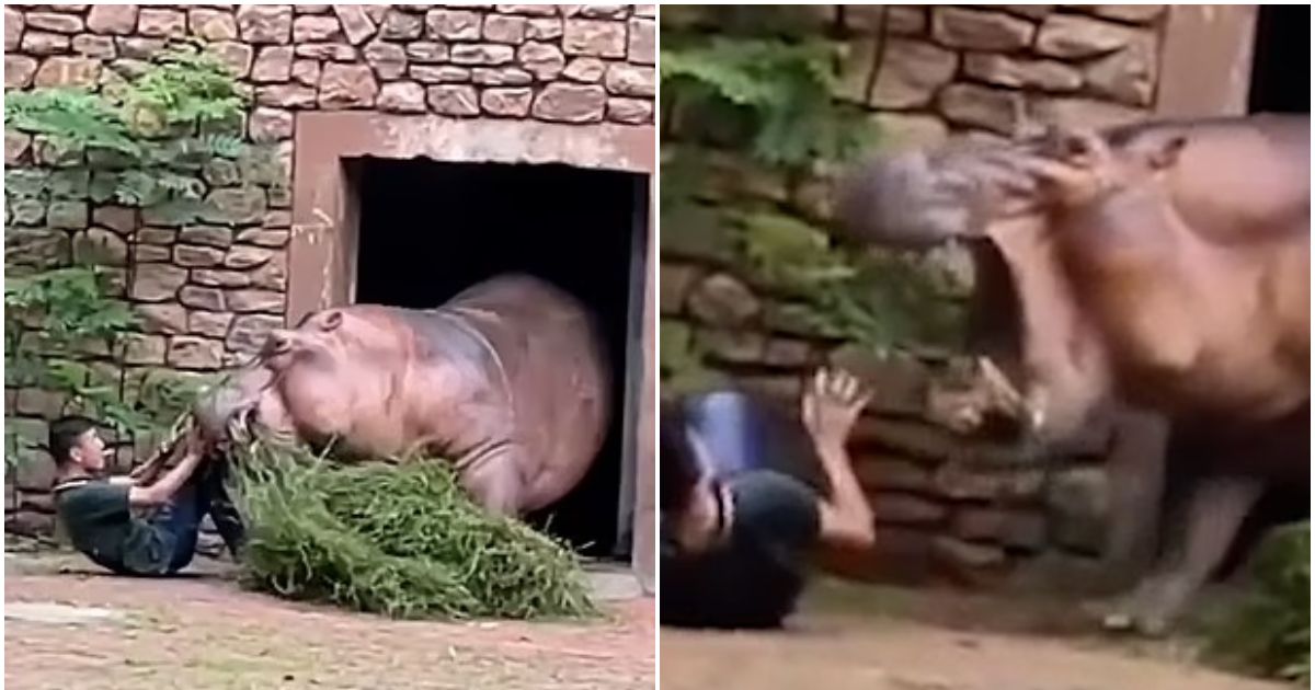 VIDEO. Momentul teribil în care un hipopotam furios îl atacă pe îngrijitorul de la Zoo - Stirile ...