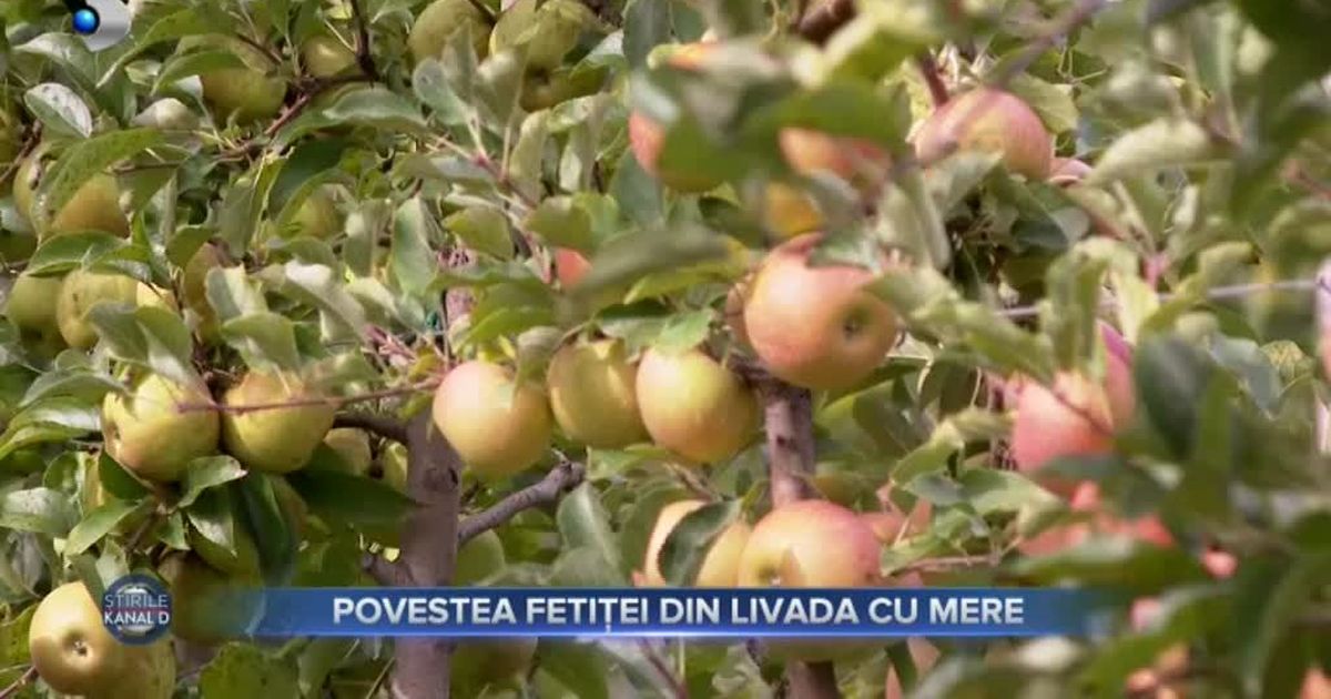VIDEO - Povestea fetiței din livada cu mere! Delia, o copilă de 11 ani ...