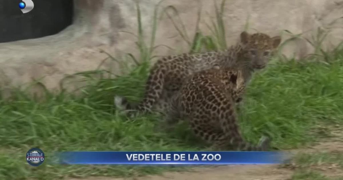 VIDEO - Doi pui de leopard, vedetele unei Grădini Zoologice din Peru ...