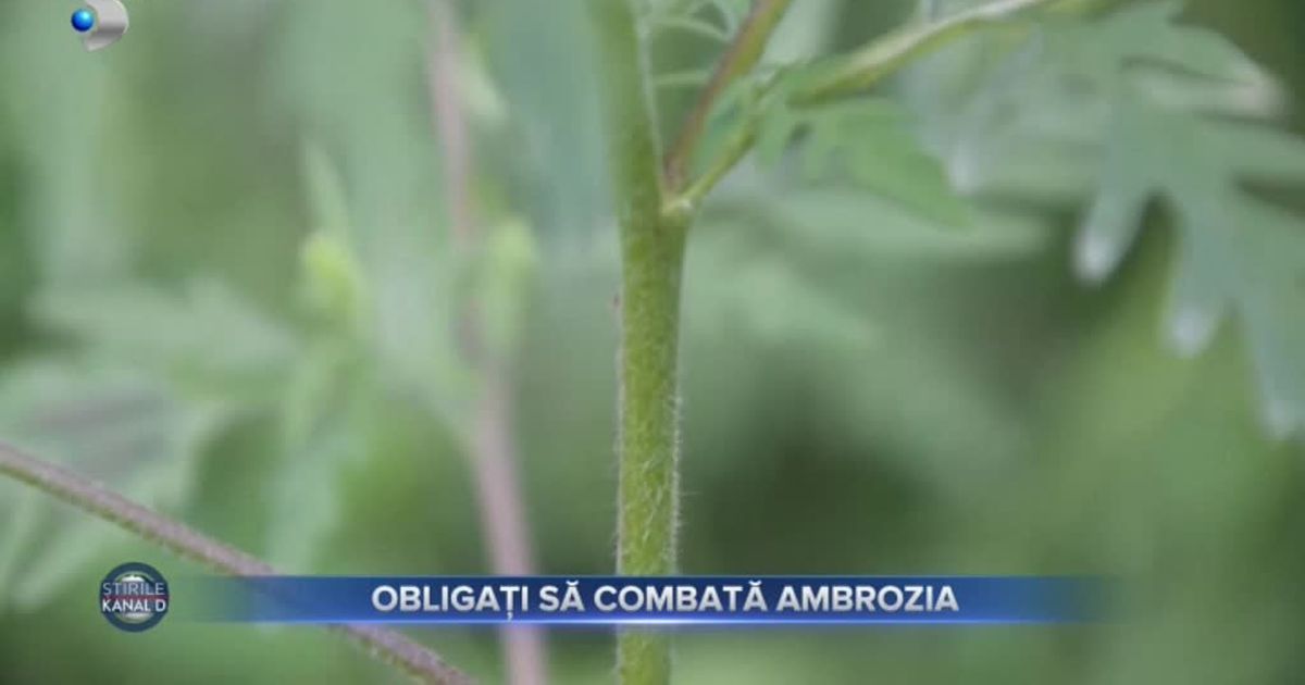 VIDEO - Obligați să combată ambrozia. Proprietarii vor fi obligați să ...