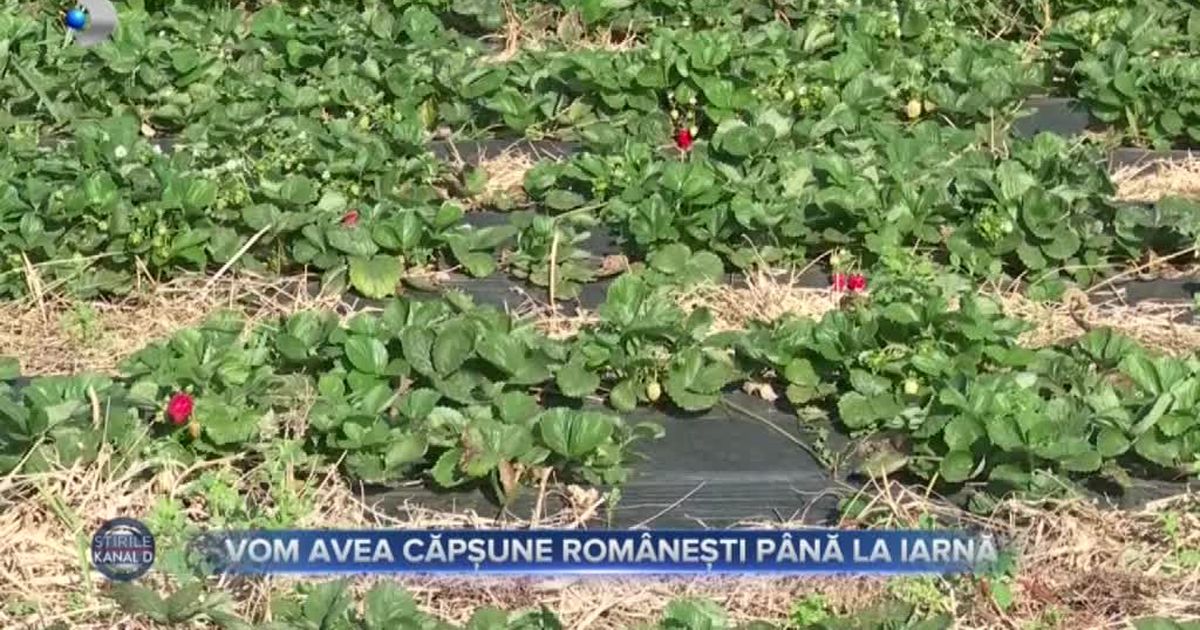 VIDEO - Vom avea căpșune românești până la iarnă! Județul Buzău se ...