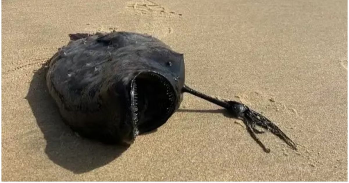 VIDEO. Un pește "monstru" a creat stupoare pe o plajă din California ...