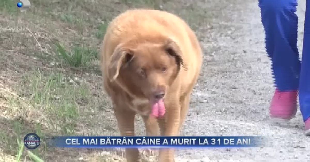 VIDEO - Cel mai bătrân câine a murit la 31 de ani. Bobi a intrat în ...