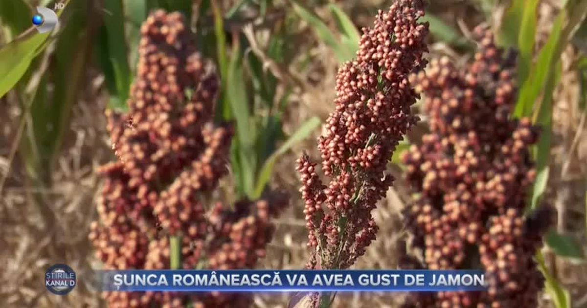 VIDEO- Șunca românească va avea gust de jamon. Porcii vor fi hrăniți cu ...