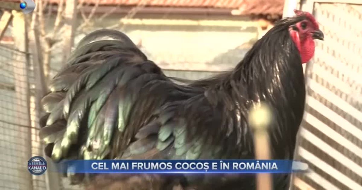 VIDEO - Cel mai frumos cocoș e în România. Pasărea este din rasa ...