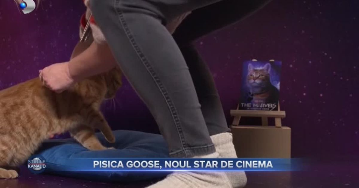 VIDEO - Marvel are o nouă vedetă: pisica Goose. Noul star de cinema ...