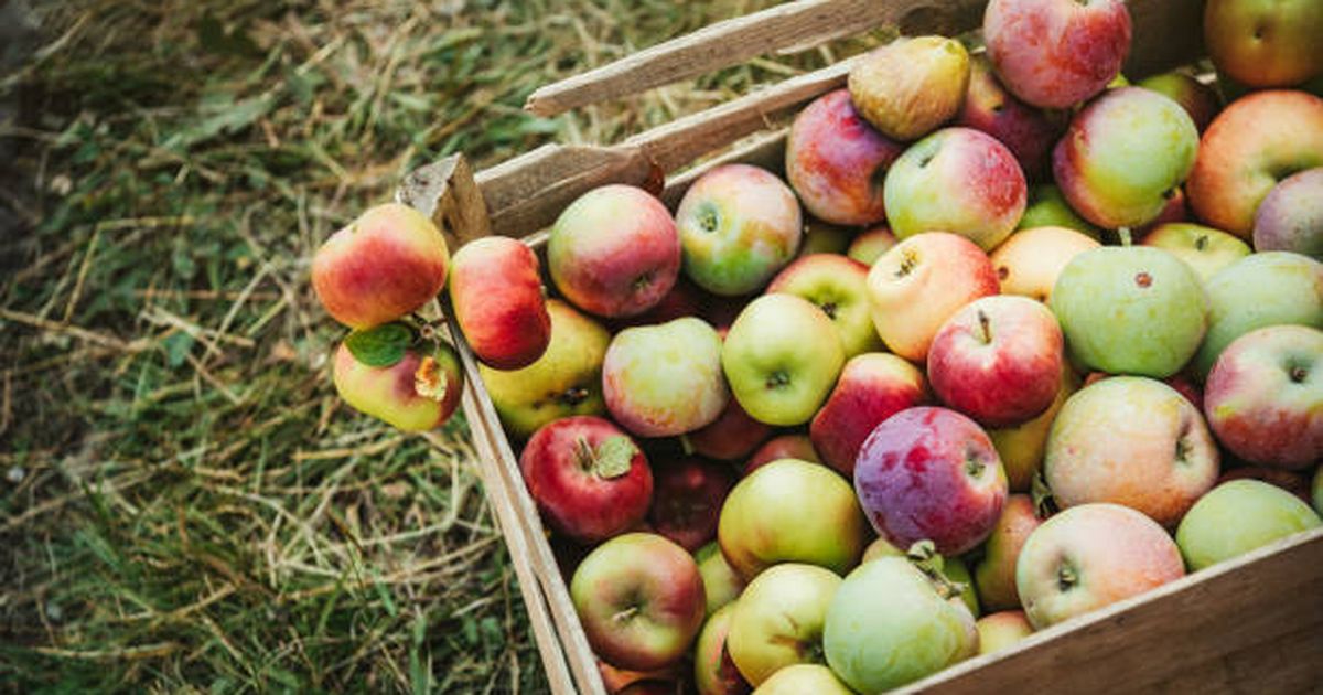 VIDEO - Suntem în top 7 producători de mere din Europa, dar în magazine ...