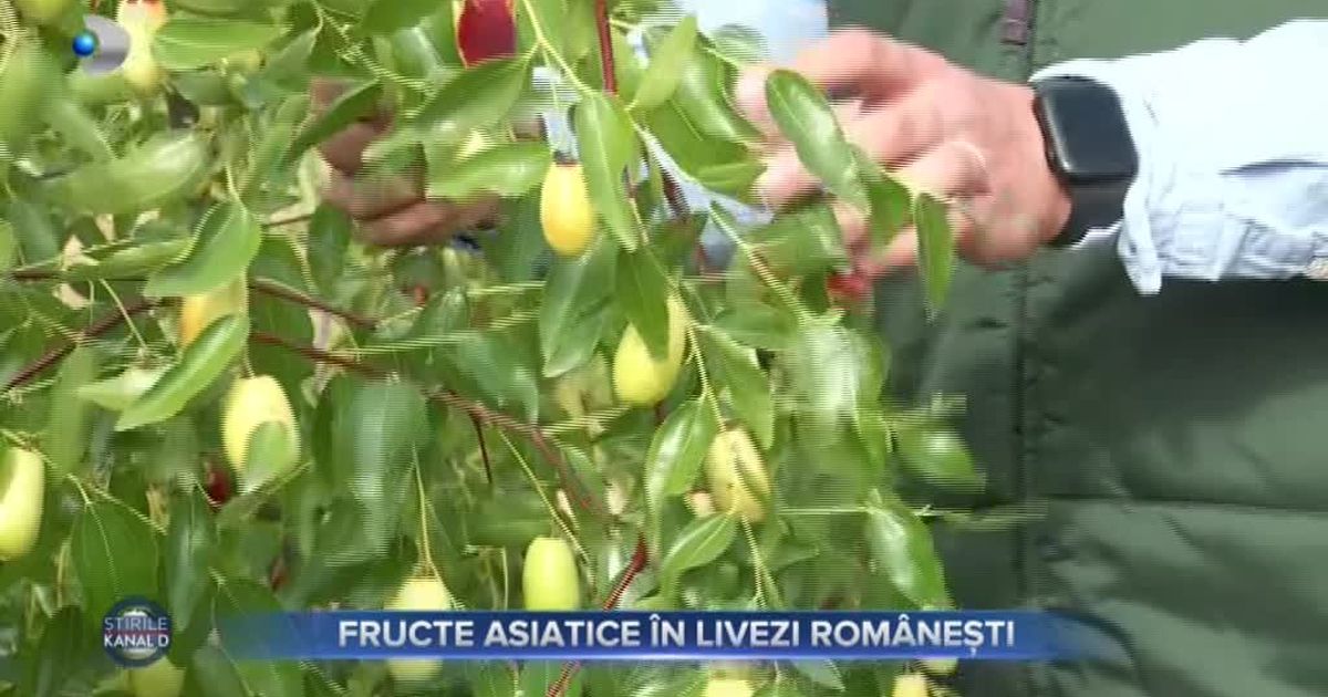 VIDEO - Fructe asiatice în livezile românești. Rodiile, baby kiwi și ...