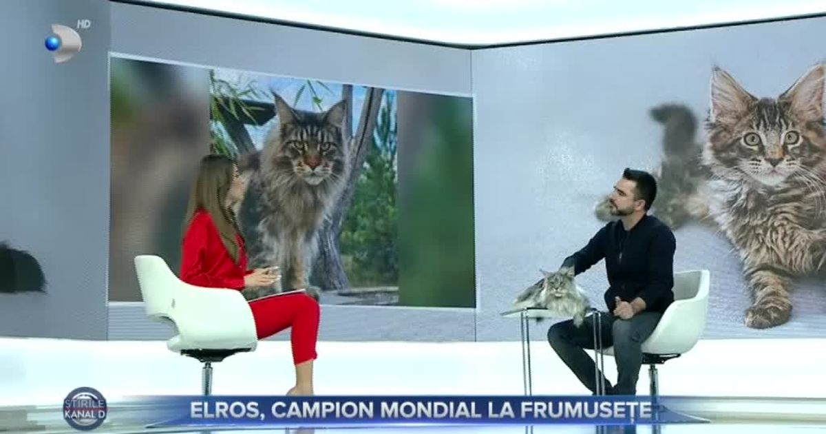 VIDEO - Motanul Elros, campion mondial la frumusețe. Are 4 ani și este ...
