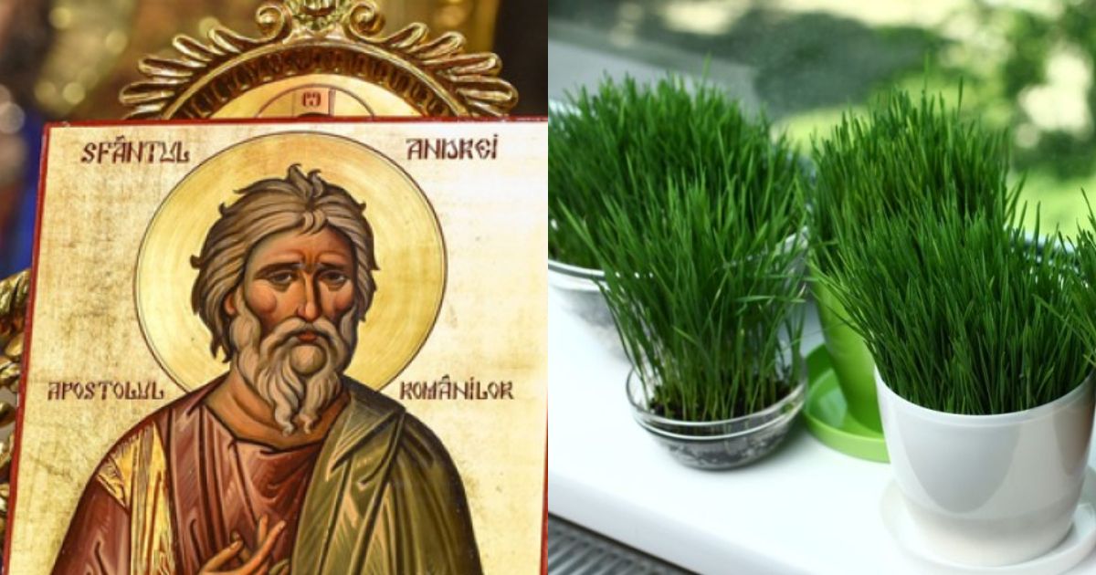 Când se pune grâul la încolțit de Sf. Andrei 2023 și ce semnificație ...