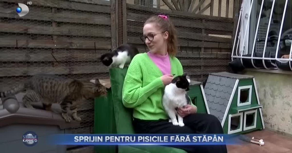 VIDEO - Sprijin pentru pisicile fără stăpân. O asociație din Cluj a ...