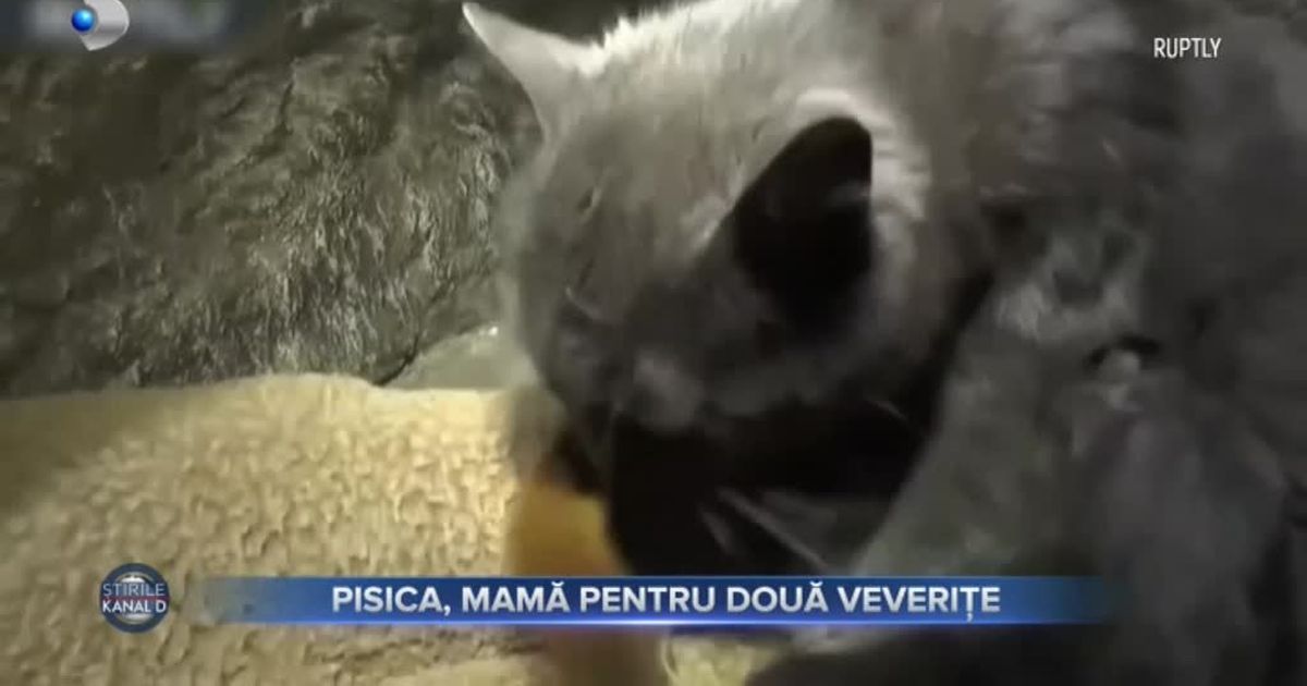 VIDEO- O pisica a devenit mamă pentru două veverițe - Stirile Kanal D