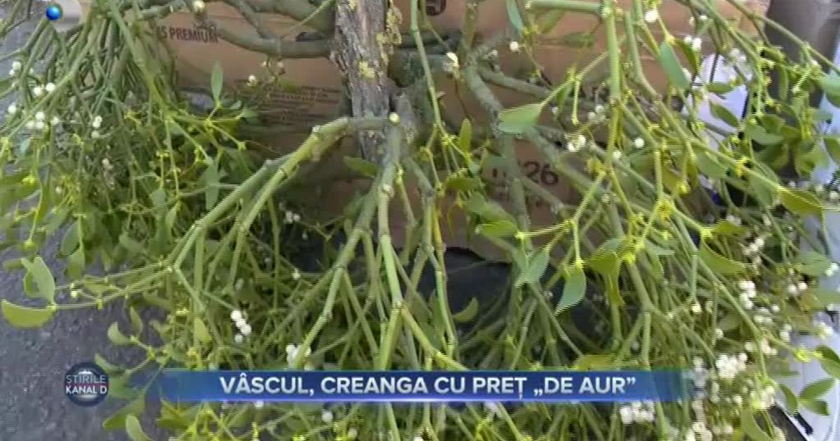 VIDEO- Vâscul, creanga cu preț „de aur”. Românii respectă tradiția ...