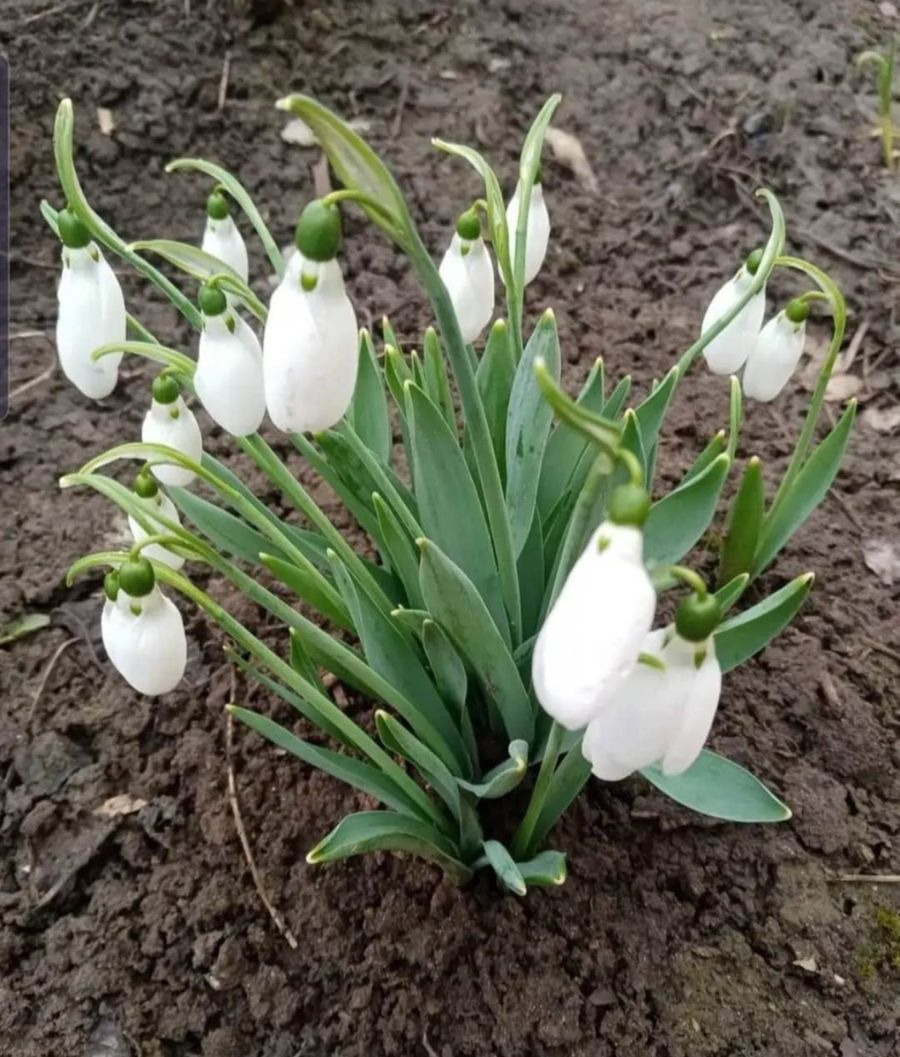 FOTO. Au apărut „ghioceii de iarnă”, în urma temperaturilor ridicate de ...