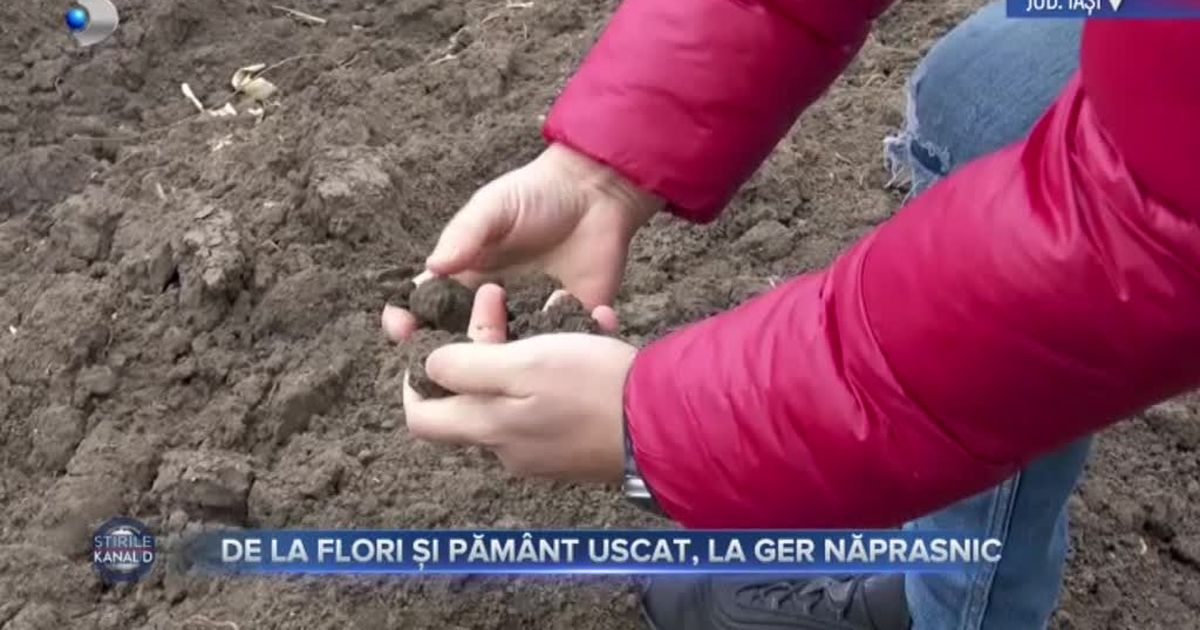 VIDEO- De la flori și pământ uscat, la ger năprasnic. Se schimbă vremea ...