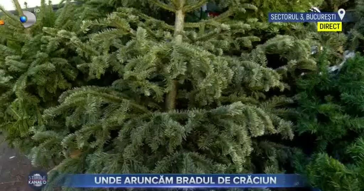 VIDEO- Unde aruncăm bradul de Crăciun? În Secotrul 3, brazii se ...