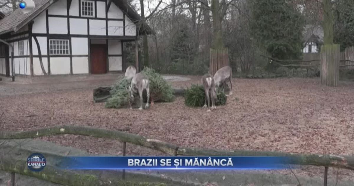 VIDEO- Brazii se mănâncă. Pomii decorați de Crăciun au ajuns un răsfăț ...