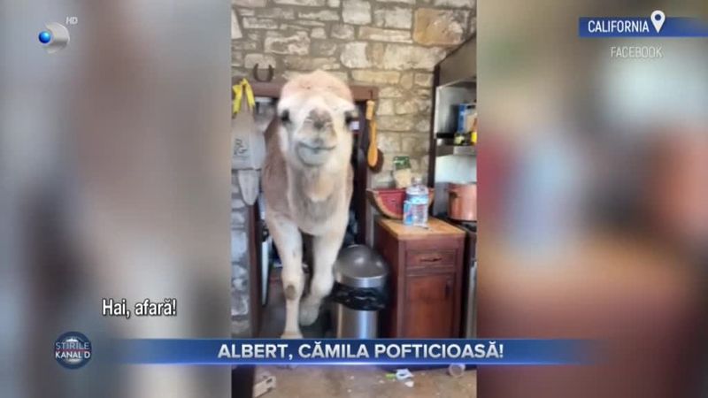 VIDEO- Albert, cămila pofticioasă. Animalul de companie al unor ...