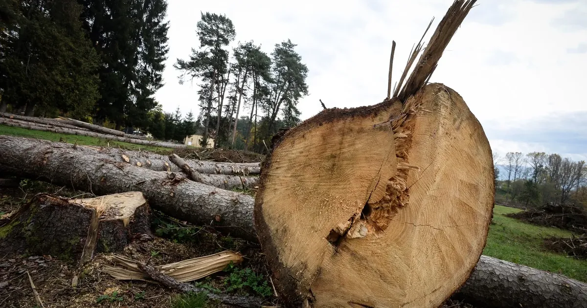 Copil de 4 ani, strivit în pădure de un copac tăiat de tatăl său ...