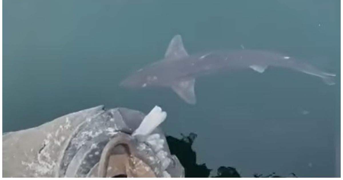 VIDEO. Un rechin filmat în portul Constanța. „Sunt buni și sănătoși ...