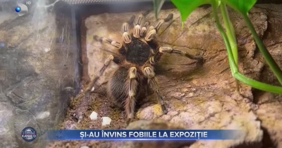 VIDEO - Animale de companie... mai deosebite. Vizitatorii au putut să ...