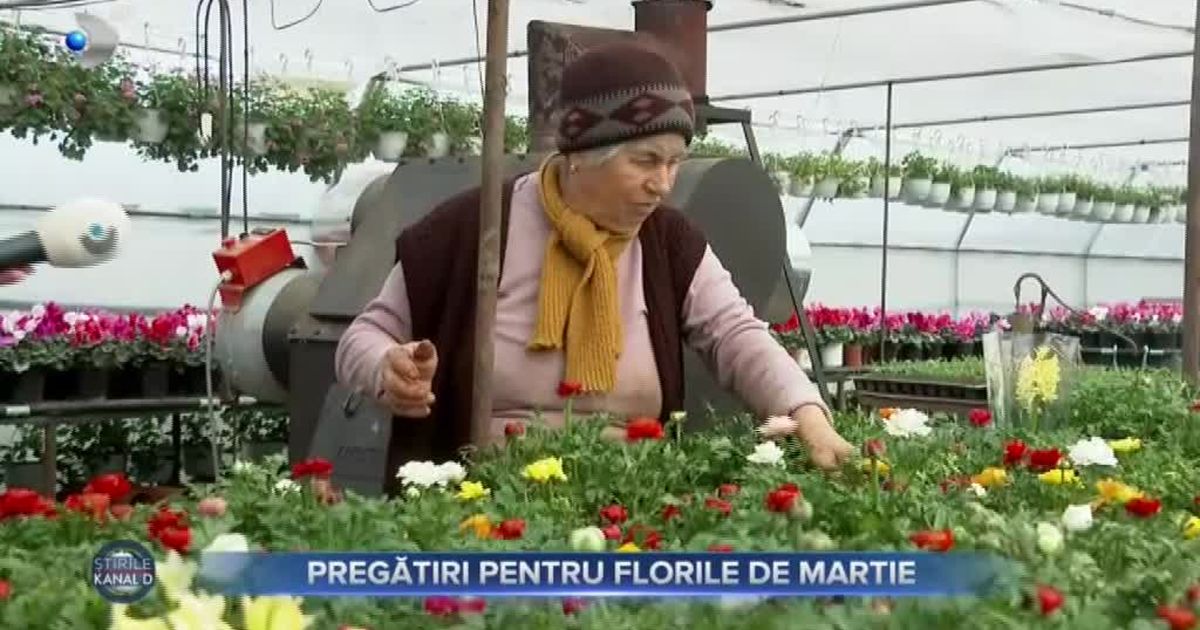 VIDEO- Cât costă florile de primăvară? Primele exemplare au apărut deja ...