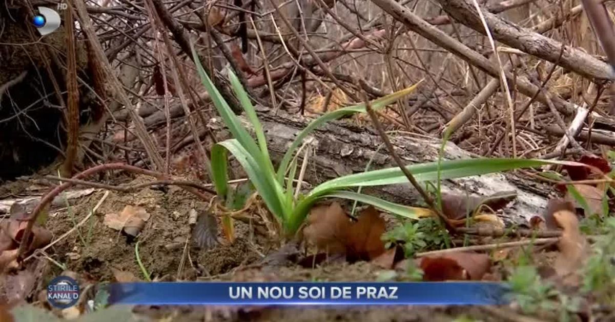 VIDEO- Un soi unic de praz crește în România. Planta este studiată de ...