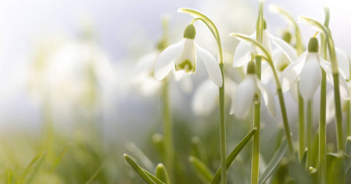 Temperaturi ridicate în România la începutul primăverii. Cum va fi ...
