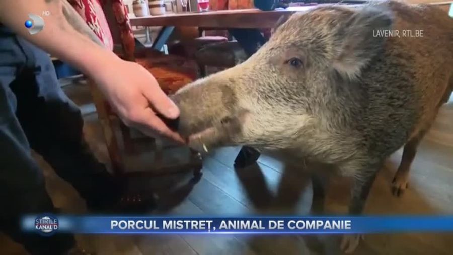 VIDEO- Orice animal poate deveni un animal de companie. Oscar, un porc ...