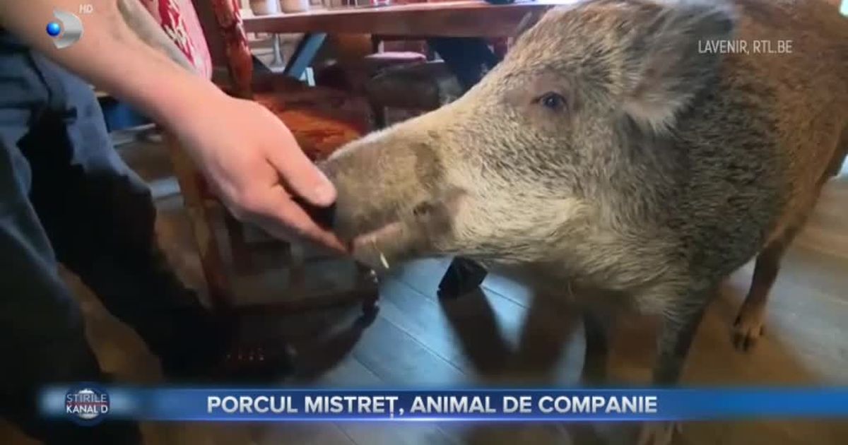 VIDEO- Orice animal poate deveni un animal de companie. Oscar, un porc ...
