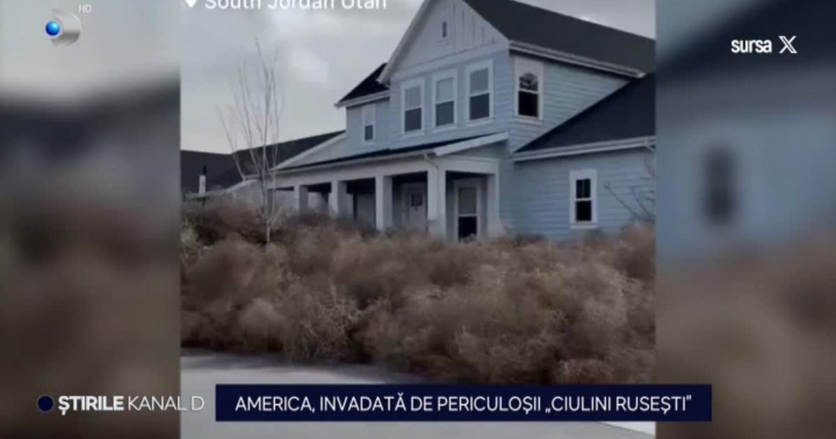 VIDEO- America, acoperită de valuri de buruieni invazive. Imagini ...