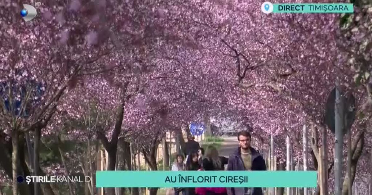 VIDEO - Au înflorit cireșii de pe Aleea Iubirii din Timișoara. Oamenii ...