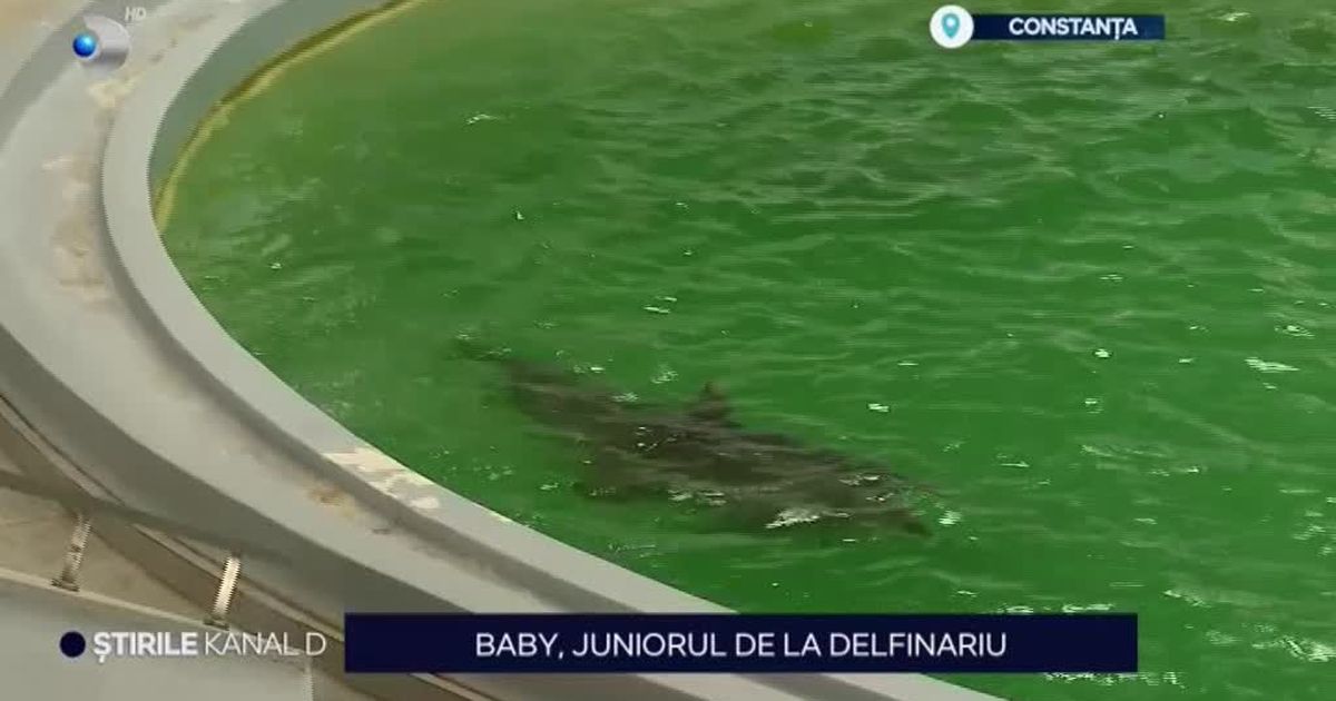 VIDEO-Primul pui de delfin născut în captivitate, junior la delfinariu ...
