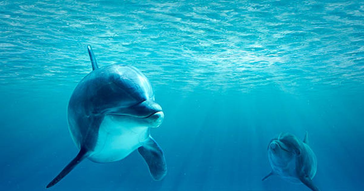 S-a născut primul pui de delfin de la Delfinariul Constanța! Baby a ...