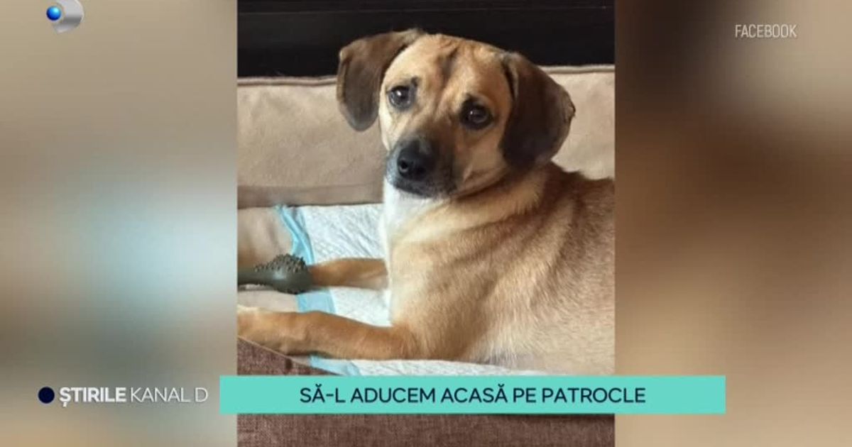VIDEO: Să-l aducem acasă pe Patrocle! Povestea impresionantă a ...