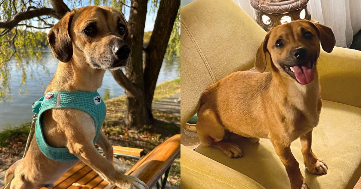 Cine este Patrocle, cățelușul căutat de toată lumea? Mesajul disperat ...