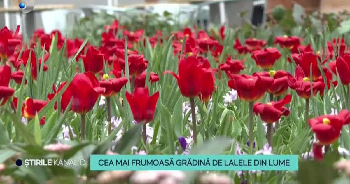 VIDEO-Cea mai frumoasă grădină de lalele din lume. Un adevărat paradis ...