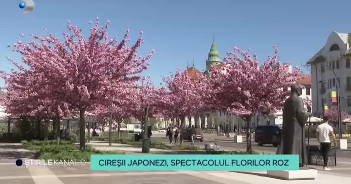 VIDEO- Spectacol de flori în Oradea. Cireșii japonezi, cu flori roz, au ...