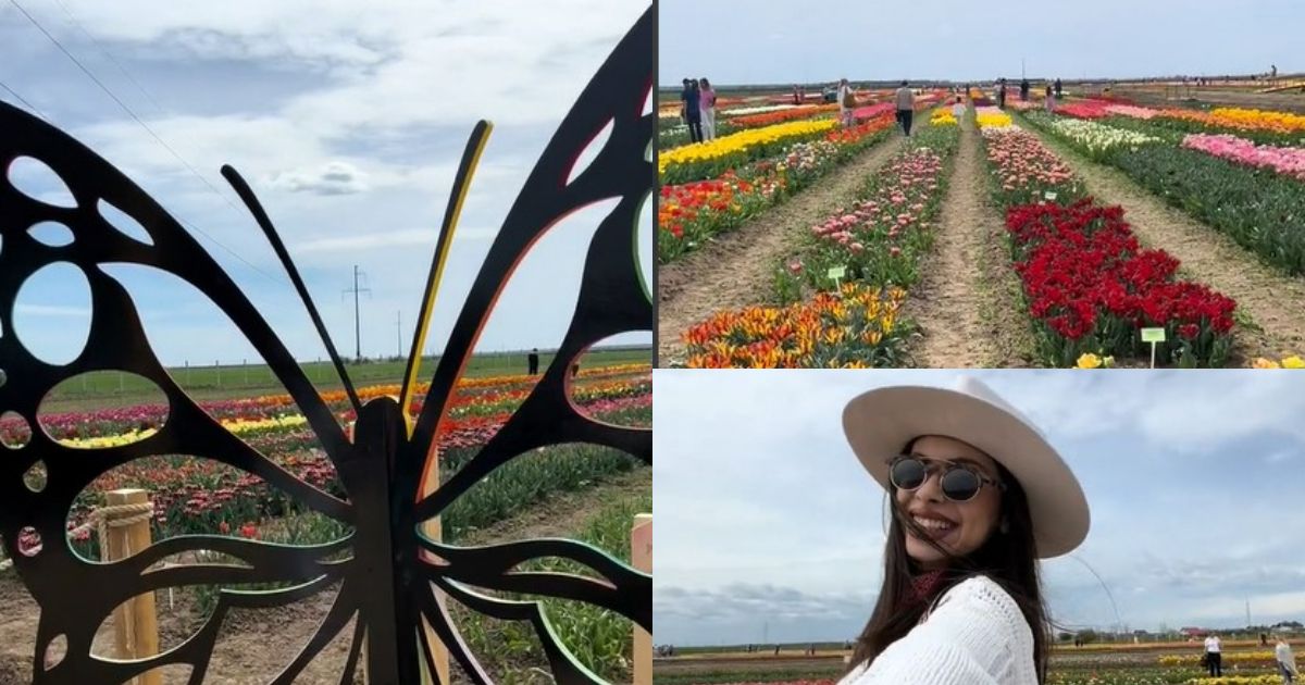 Unde se află cel mai mare câmp de lalele din România? Priveliștea te ...