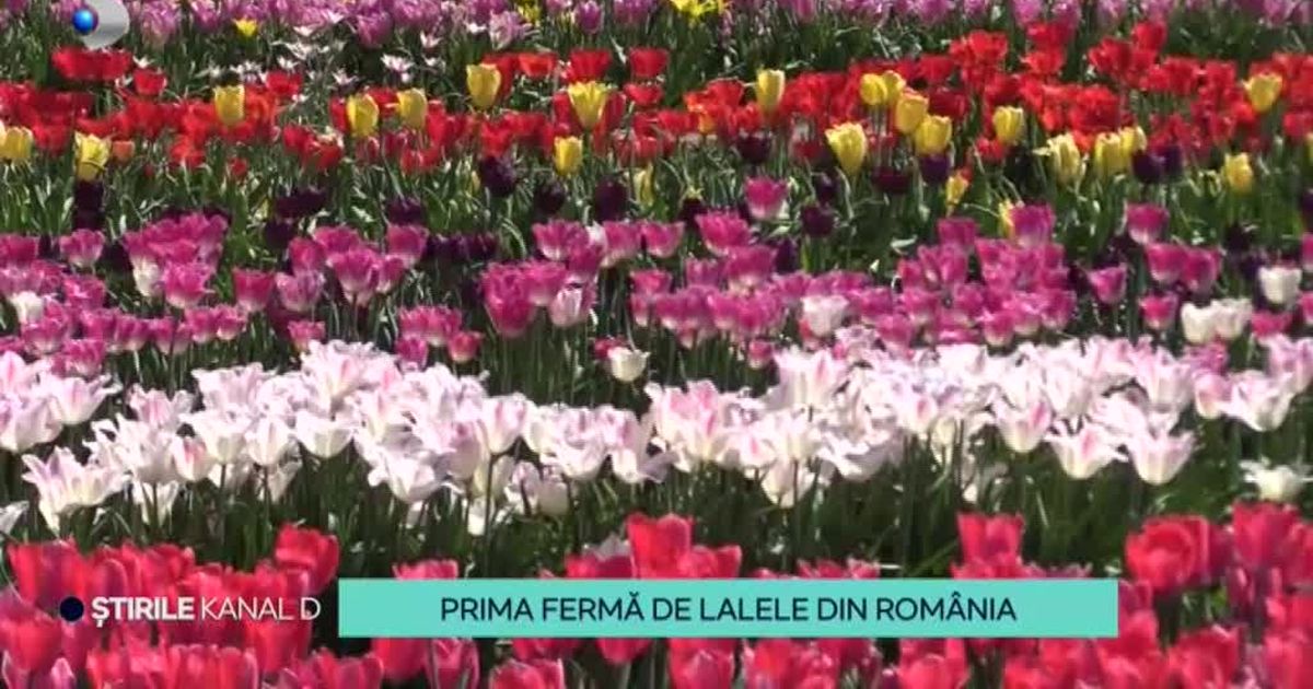 VIDEO - Cum arată prima fermă de lalele din România? „Este frumusețe ...