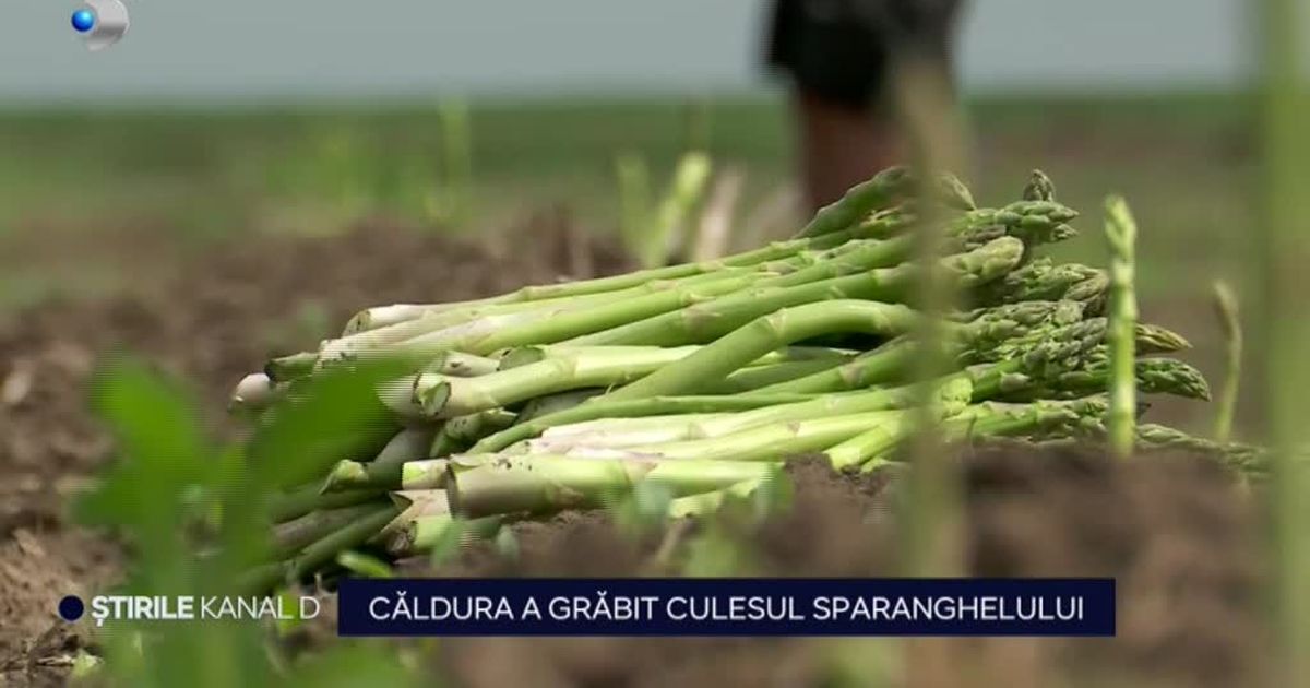VIDEO - Recoltarea sparanghelului, grăbită de căldura din acest an. De ...