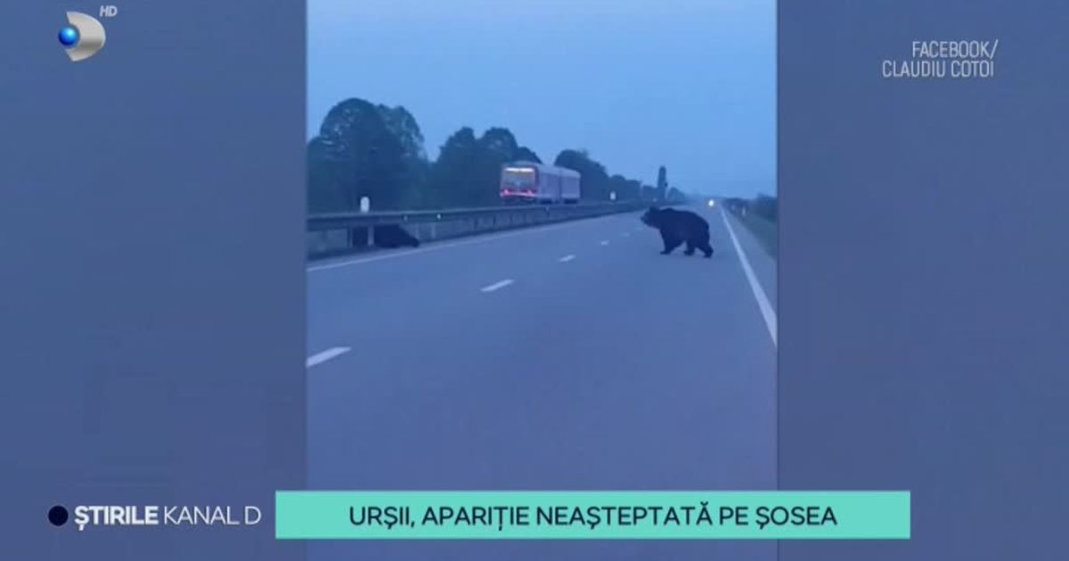 VIDEO-Doi urși, filmați în timp ce traversau un drum național. Șoferii din zonă au încetinit ...