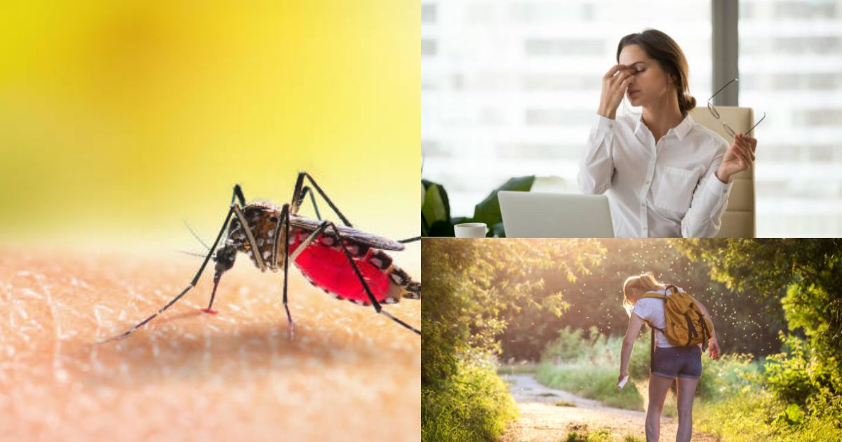 EXCLUSIV: Alertă în România! A apărut țânțarul care răspândește malaria ...