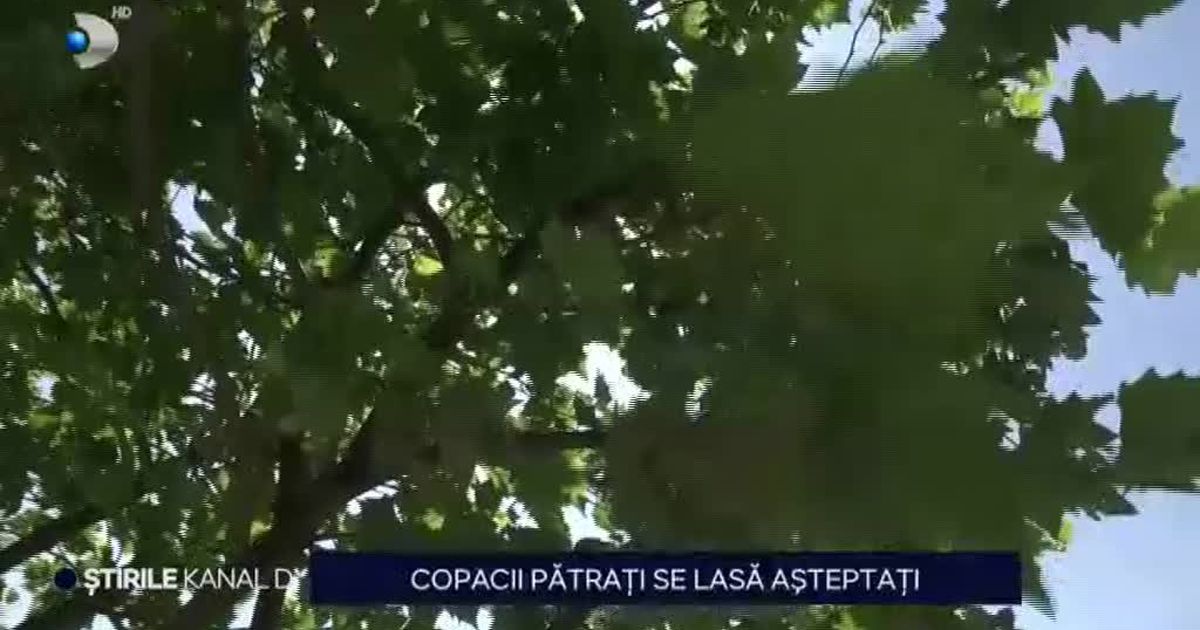 VIDEO Copacii pătrați se lasă așteptați. În timp ce unii sibieni admiră ...
