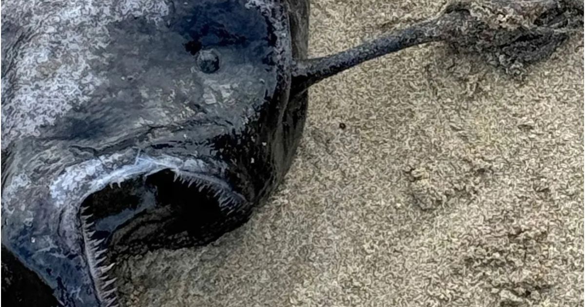 Creatura cu aspect înfricoșător găsită pe o plajă. Ce au descoperit ...