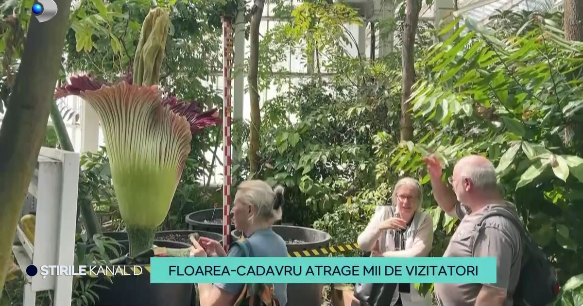 VIDEO Floarea care întoarce toate privirile prin mirosul său de ...
