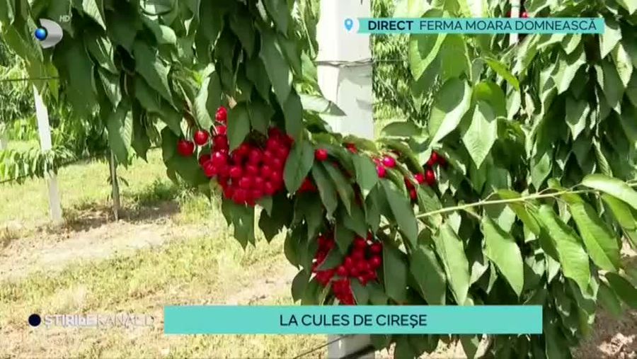 VIDEO La cules de cireșe! Temperaturile mari din ultima vreme au ...